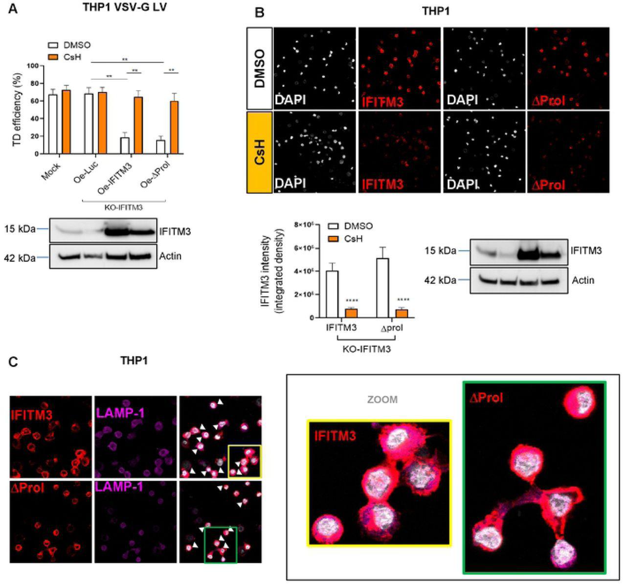 Lysosomal Membrane Marker Protein Lamp1 | Santa Cruz Biotechnology | Bioz