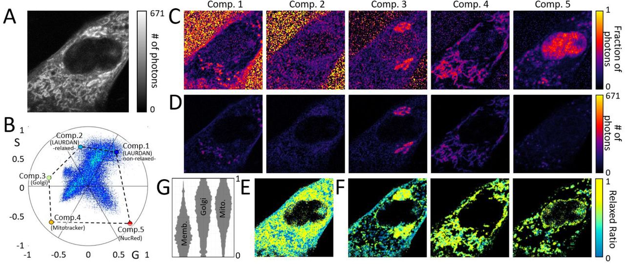 Golgi Staining | Abcam | Bioz