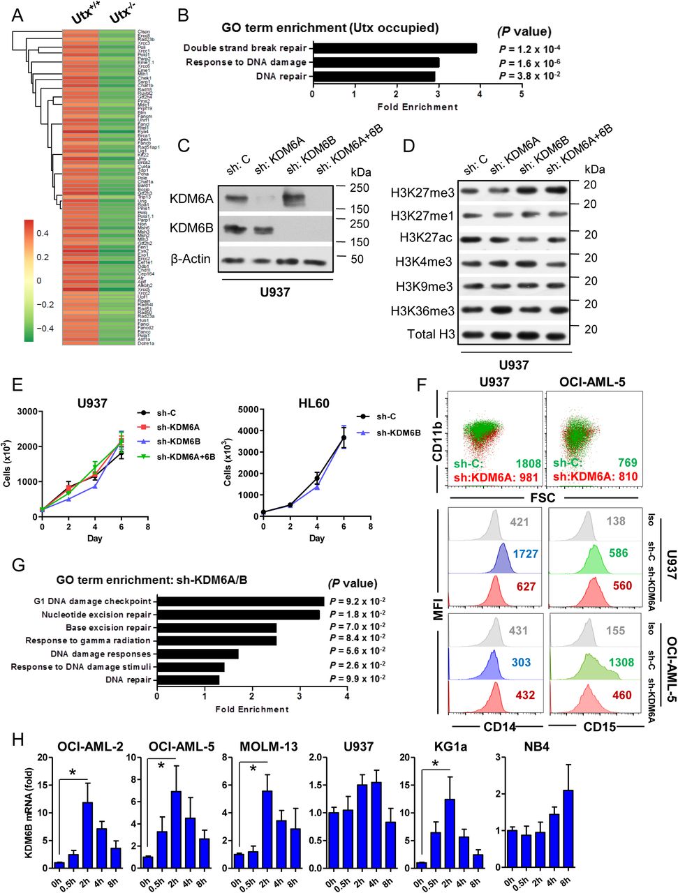 Kdm6 Deficient U937 Cells | Millipore | Bioz