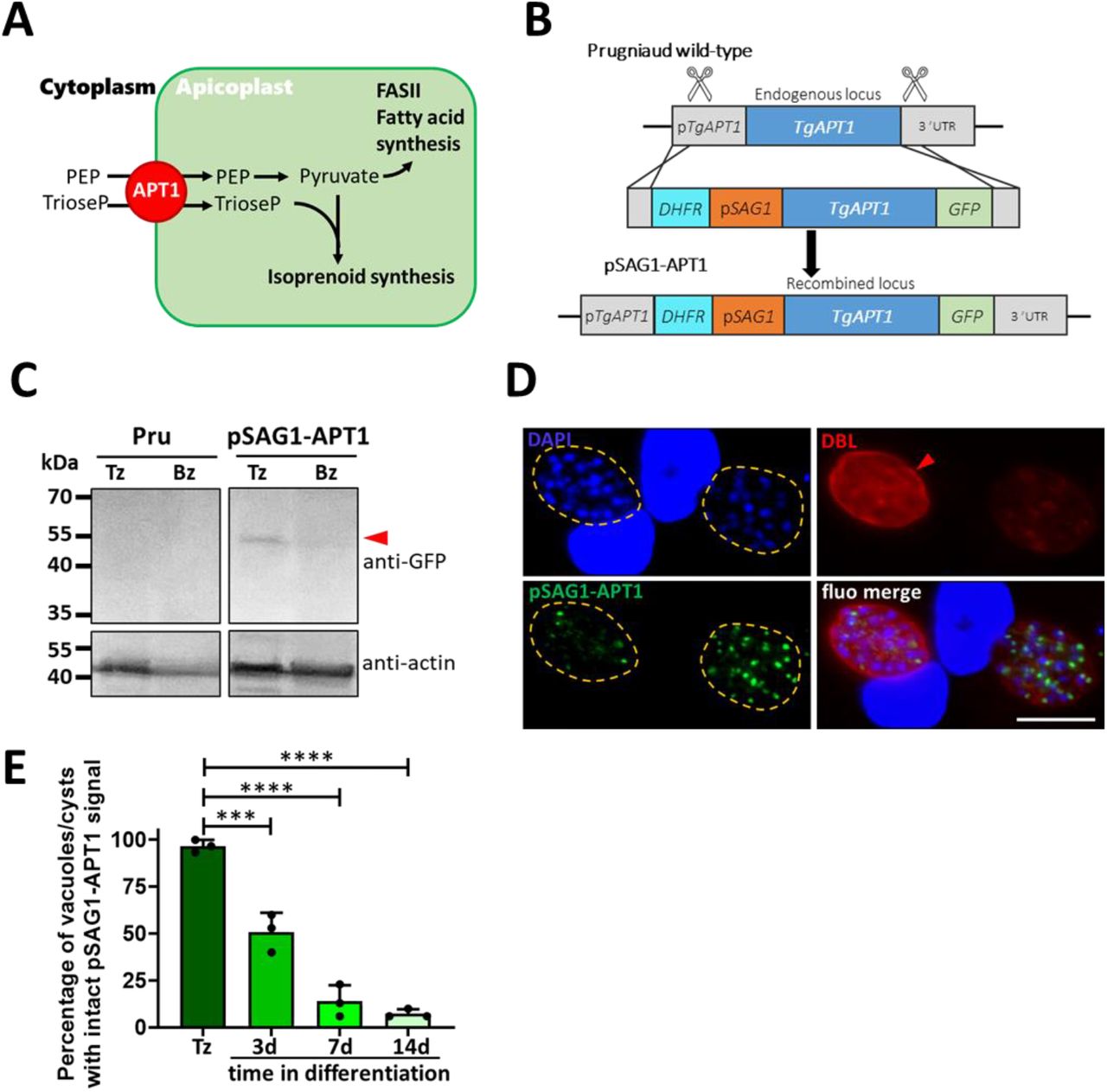 Dolichos Biflorus Agglutinin Dba | Vector Laboratories | Bioz