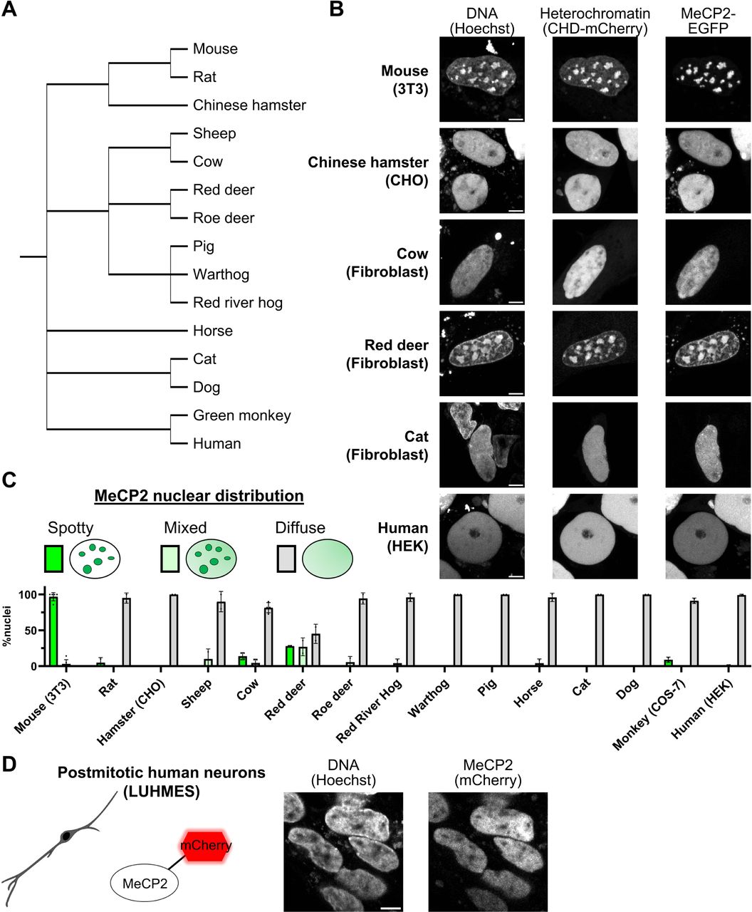 Chd Mcherry Plasmid | Thermo Fisher | Bioz