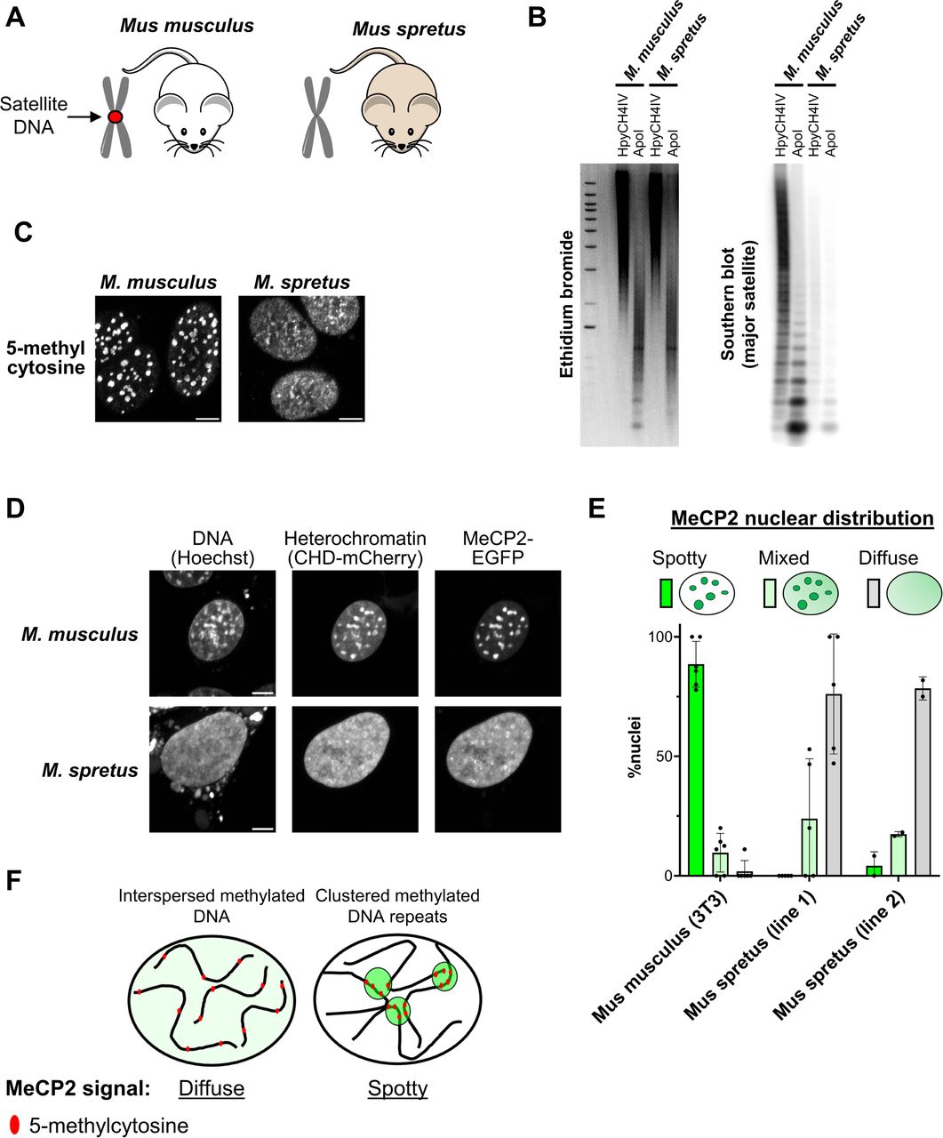Chd Mcherry Plasmid | Thermo Fisher | Bioz
