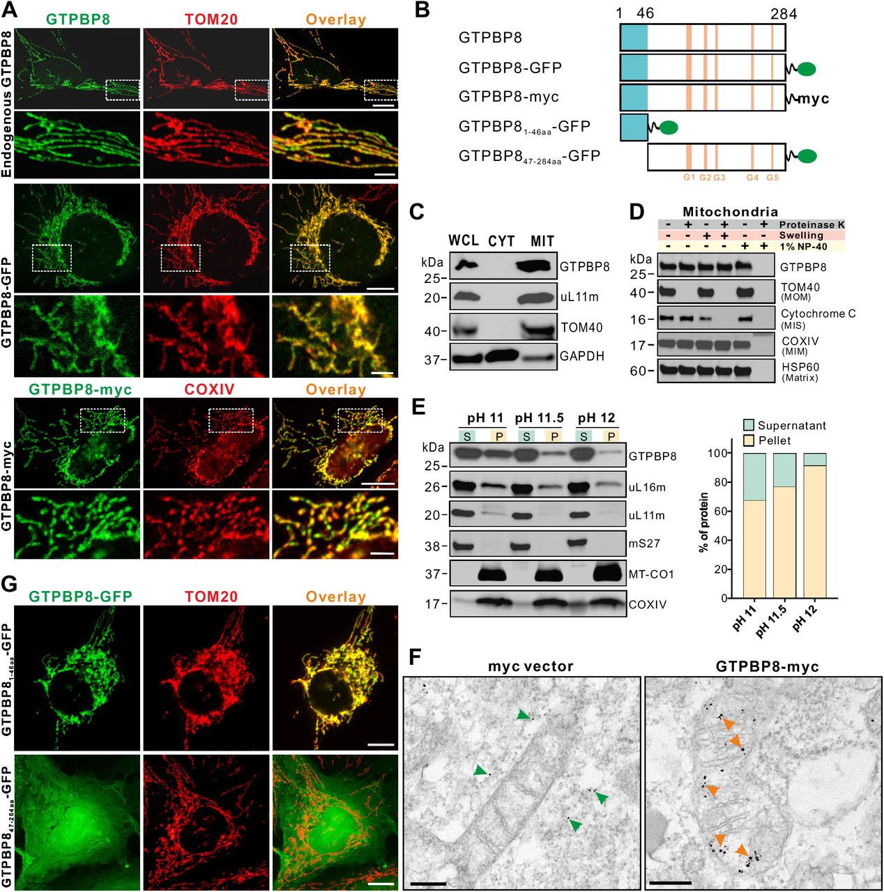 Mouse Anti Tom20 | Santa Cruz Biotechnology | Bioz