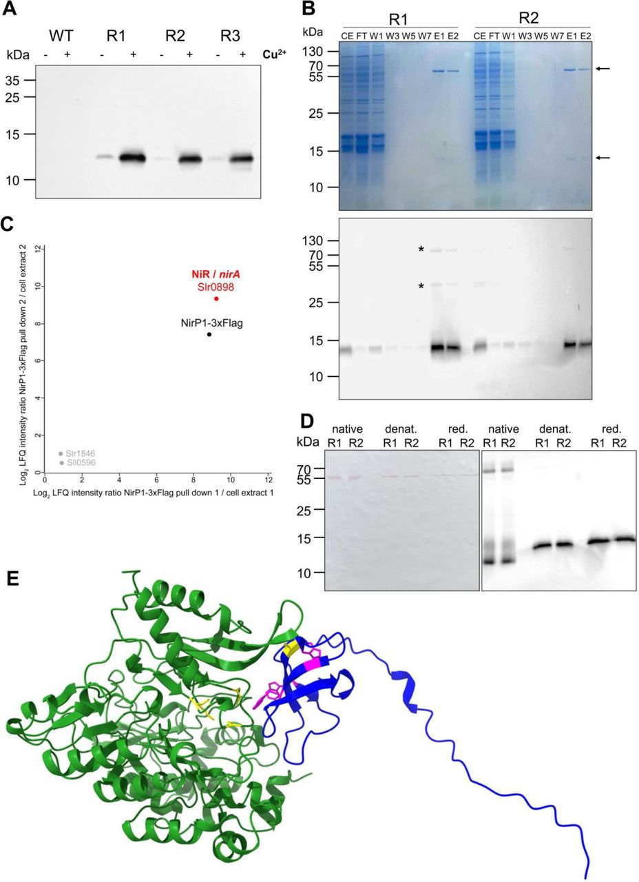 Anti Flag M2 Agarose Column | Millipore | Bioz