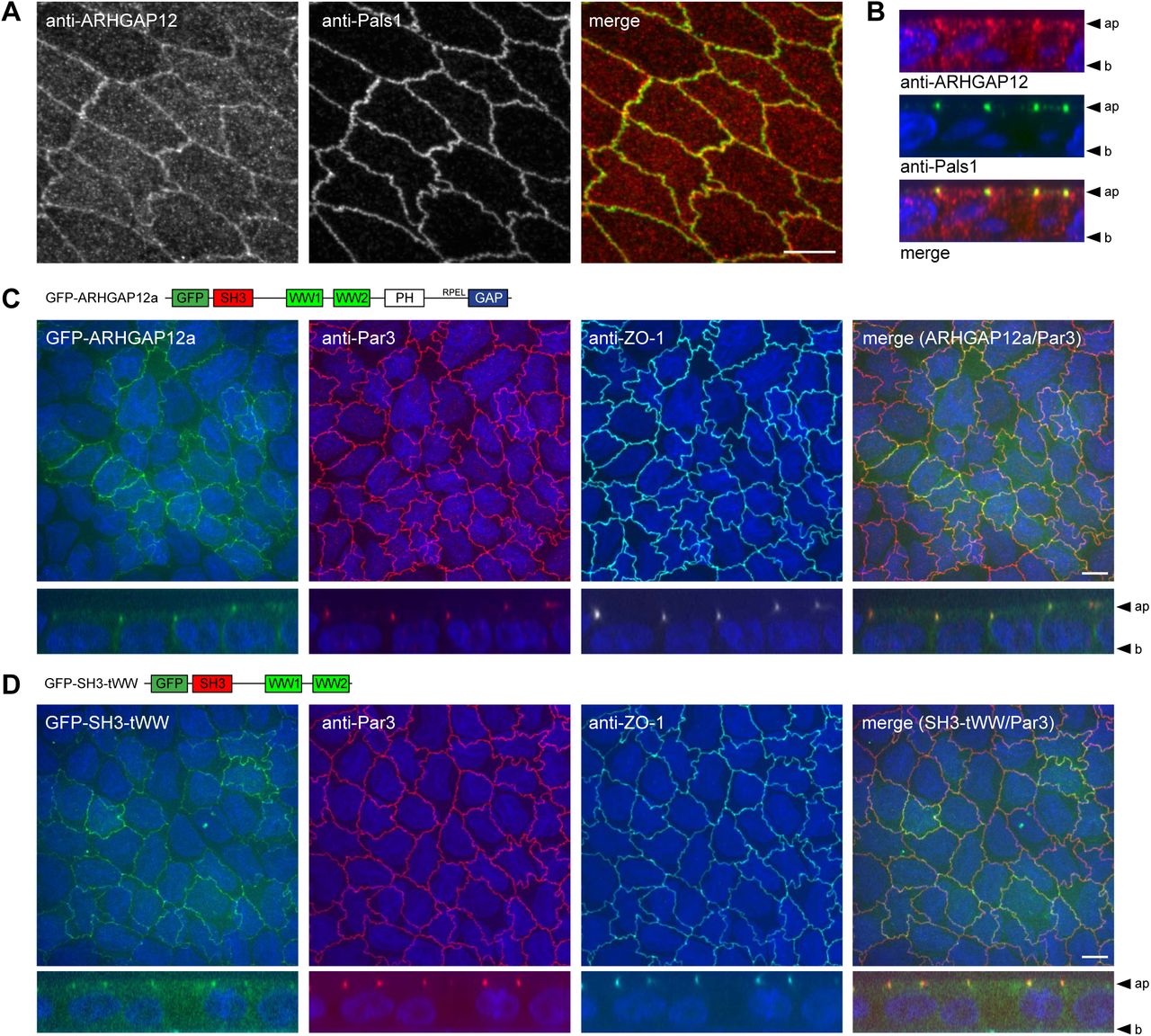 Transwell Filters | Millipore | Bioz