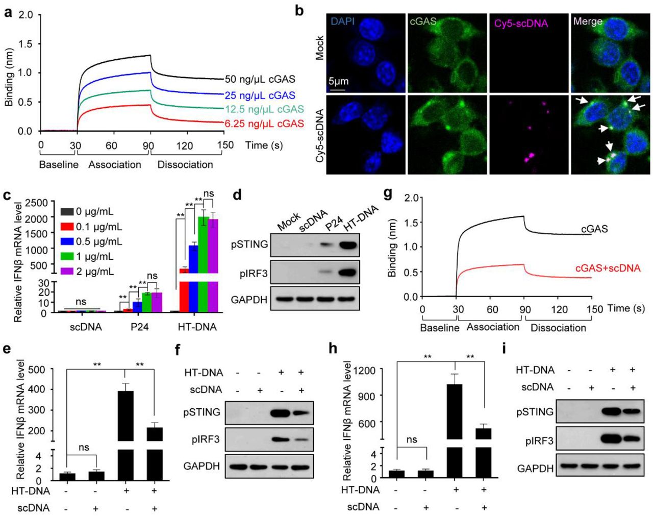 Fibrosarcoma L929 Cell Line | ATCC | Bioz