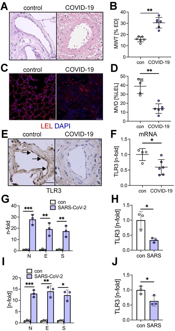L Esculentum Tomato Lectin | Vector Laboratories | Bioz