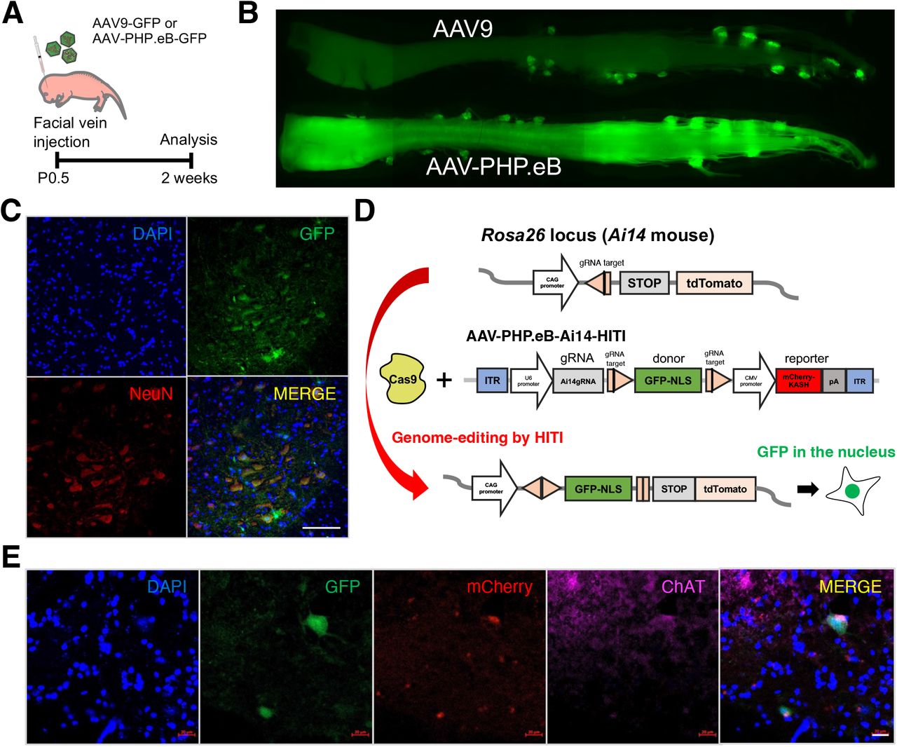 Cag Promoter | Addgene inc | Bioz