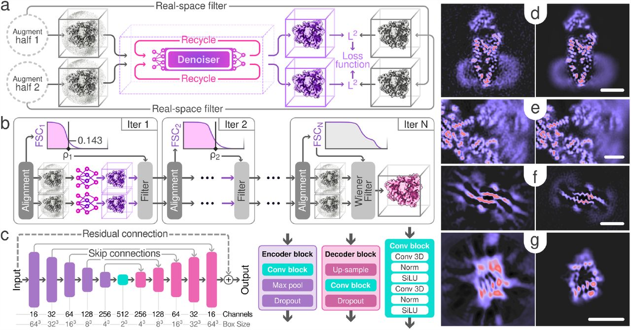 Nucleic Acid Protein Complexes | Thermo Fisher | Bioz