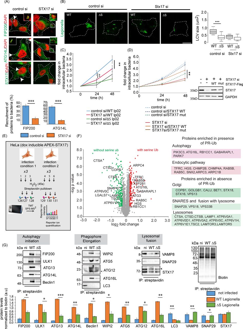 Syntaxin 1 | Millipore | Bioz