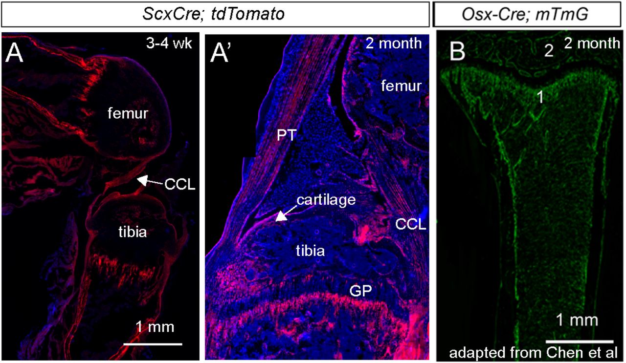 Homozygous Ai14 Tdtomato Reporter Mice | The Jackson Laboratory | Bioz