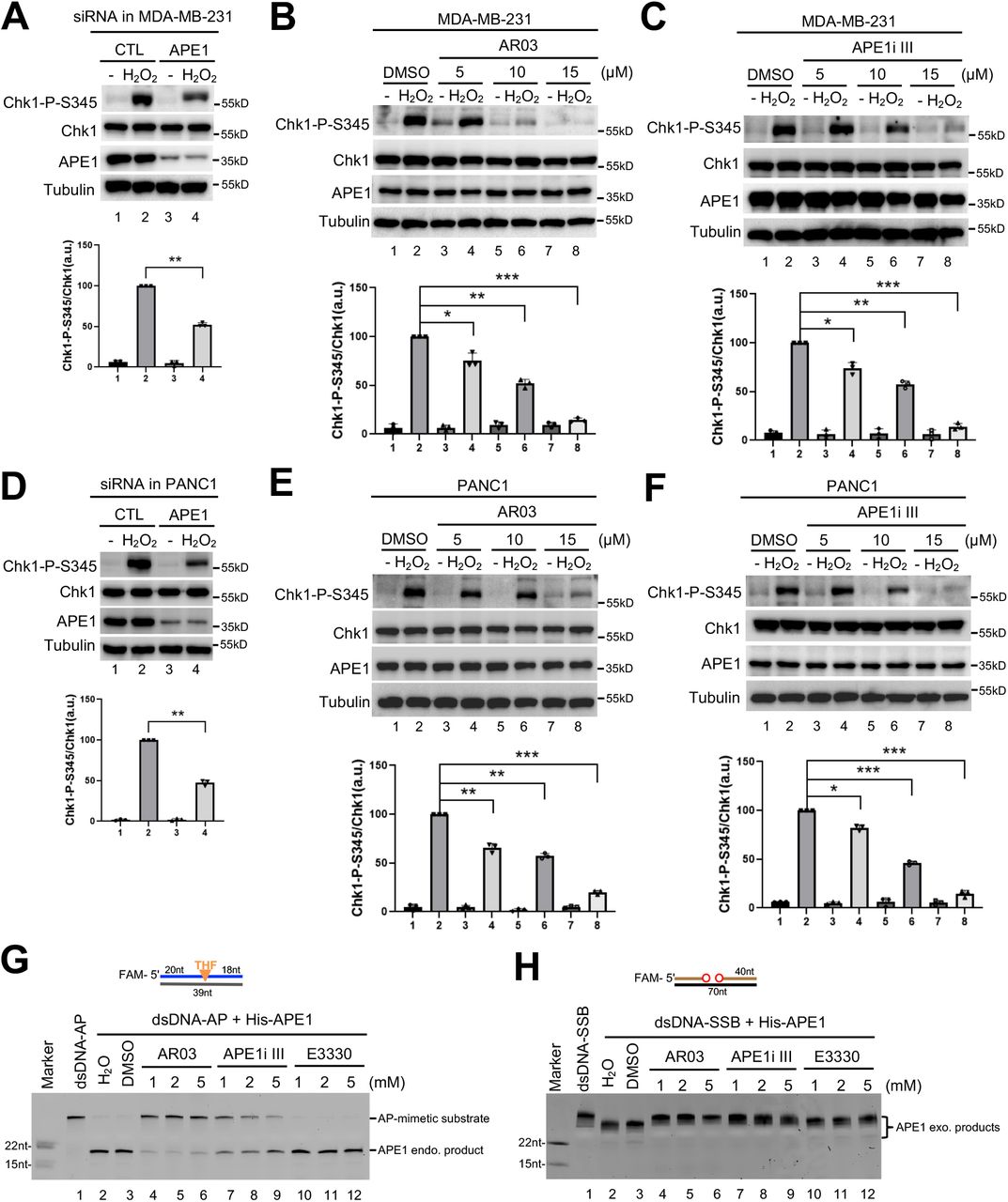 Plasmid Pcmv6 Ac Gfp Rtta Ape1 | OriGene | Bioz
