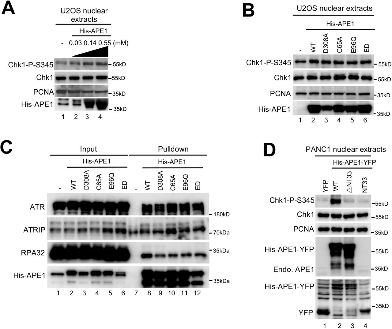 Plasmid Pcmv6 Ac Gfp Rtta Ape1 | OriGene | Bioz