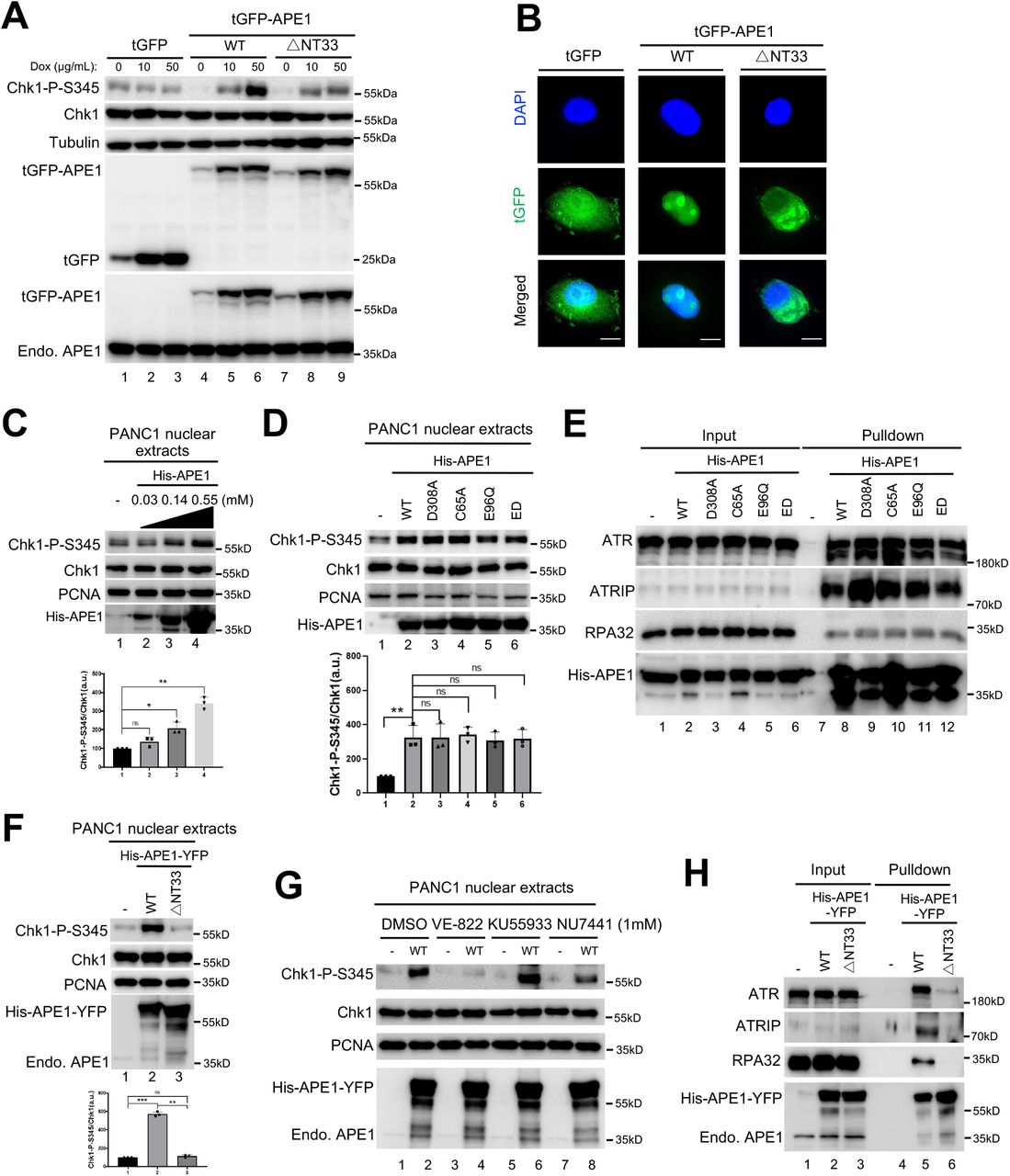 Plasmid Pcmv6 Ac Gfp Rtta Ape1 | OriGene | Bioz