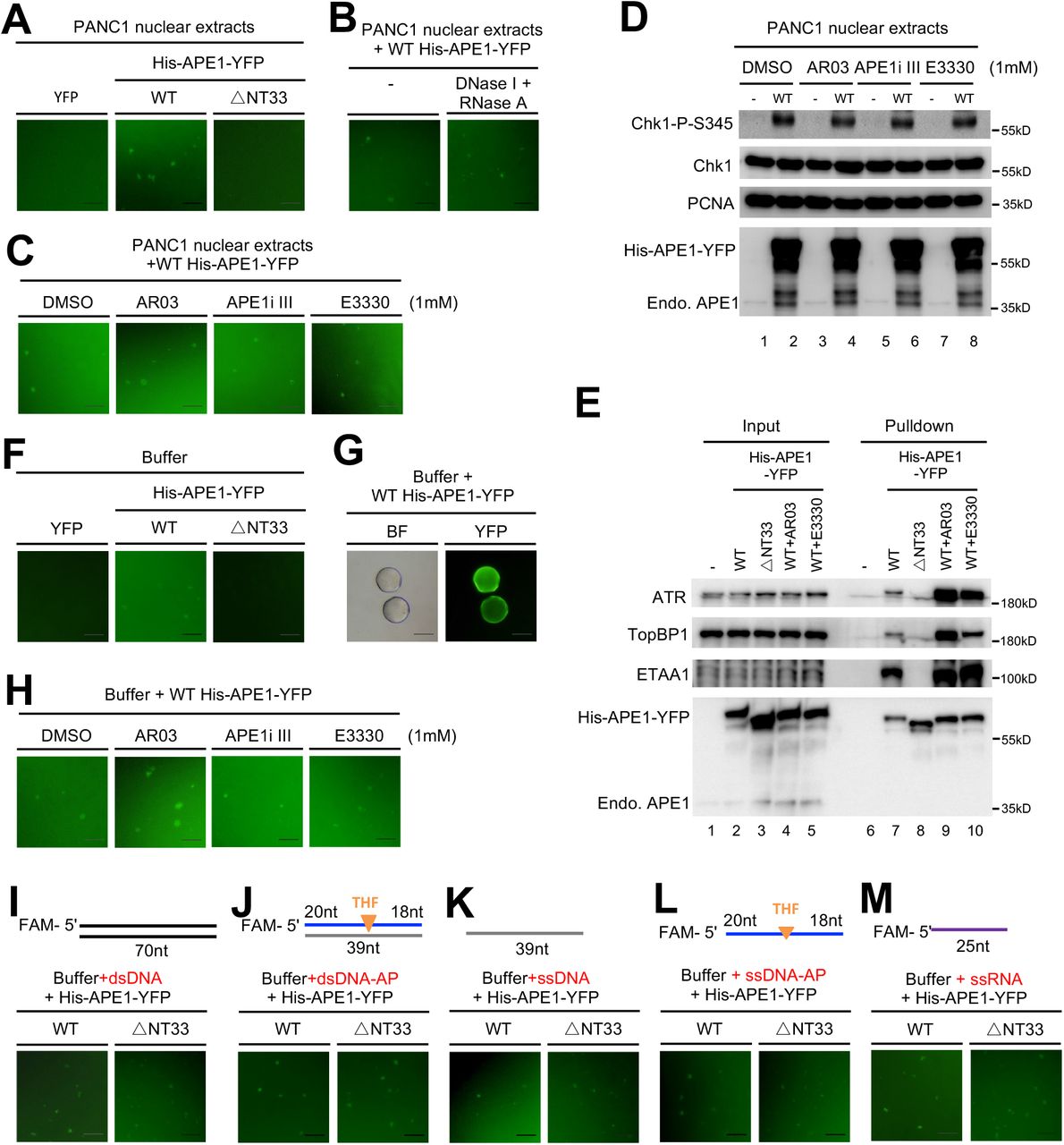 Plasmid Pcmv6 Ac Gfp Rtta Ape1 | OriGene | Bioz