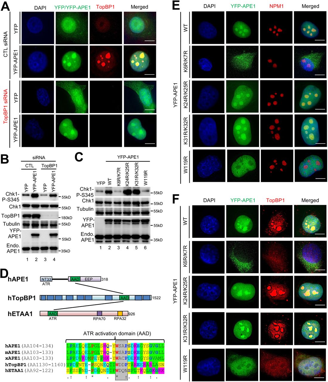 Plasmid Pcmv6 Ac Gfp Rtta Ape1 | OriGene | Bioz