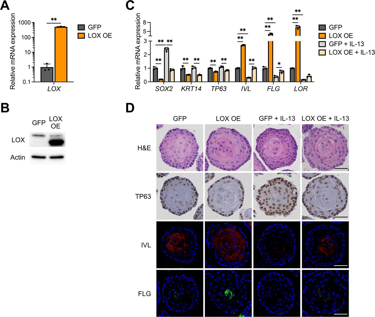 Epc2 Htert Cells | Thermo Fisher | Bioz