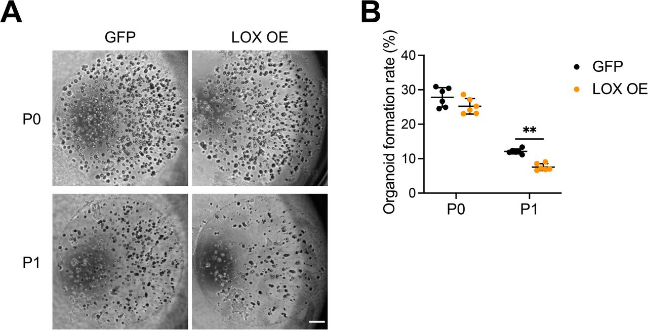 Epc2 Htert Cells | Thermo Fisher | Bioz