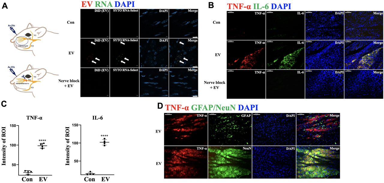 Syto Rna | Thermo Fisher | Bioz
