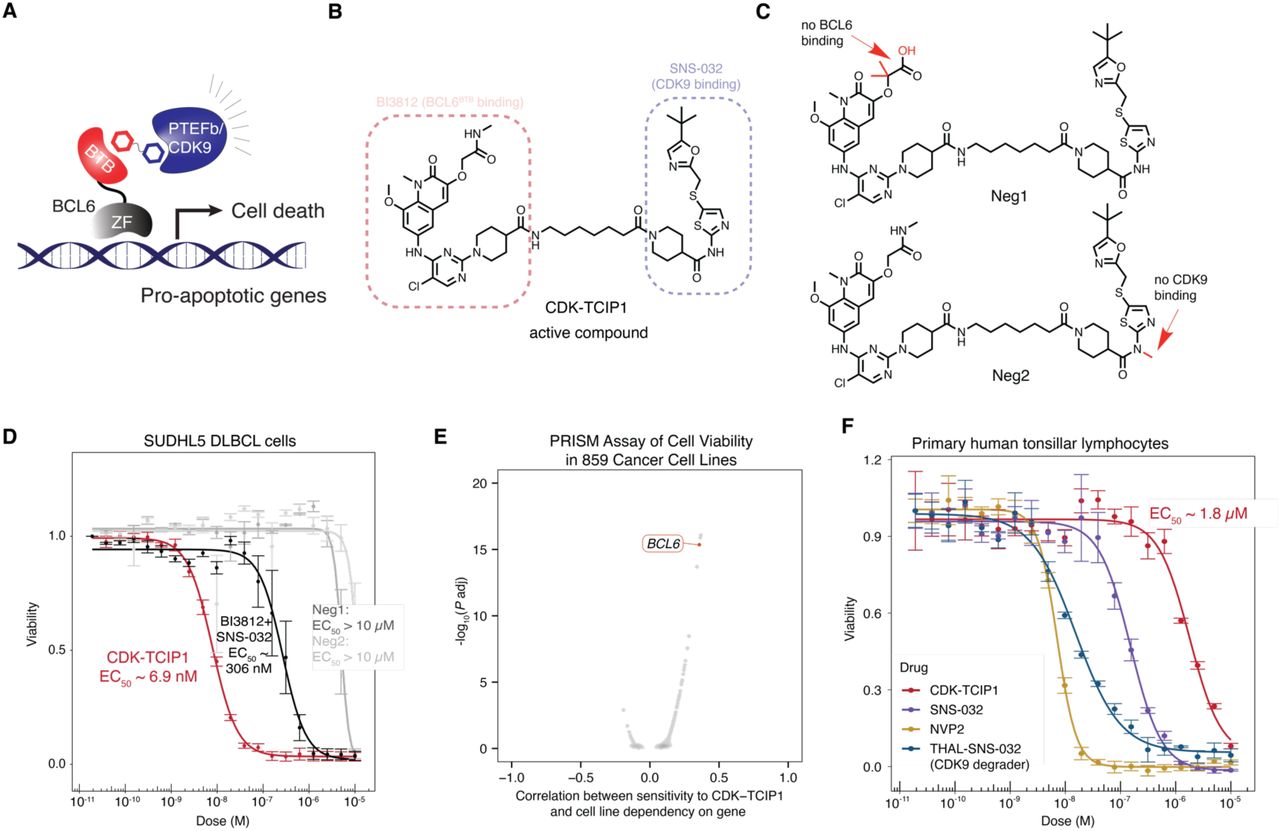 Bcl6 | Thermo Fisher | Bioz