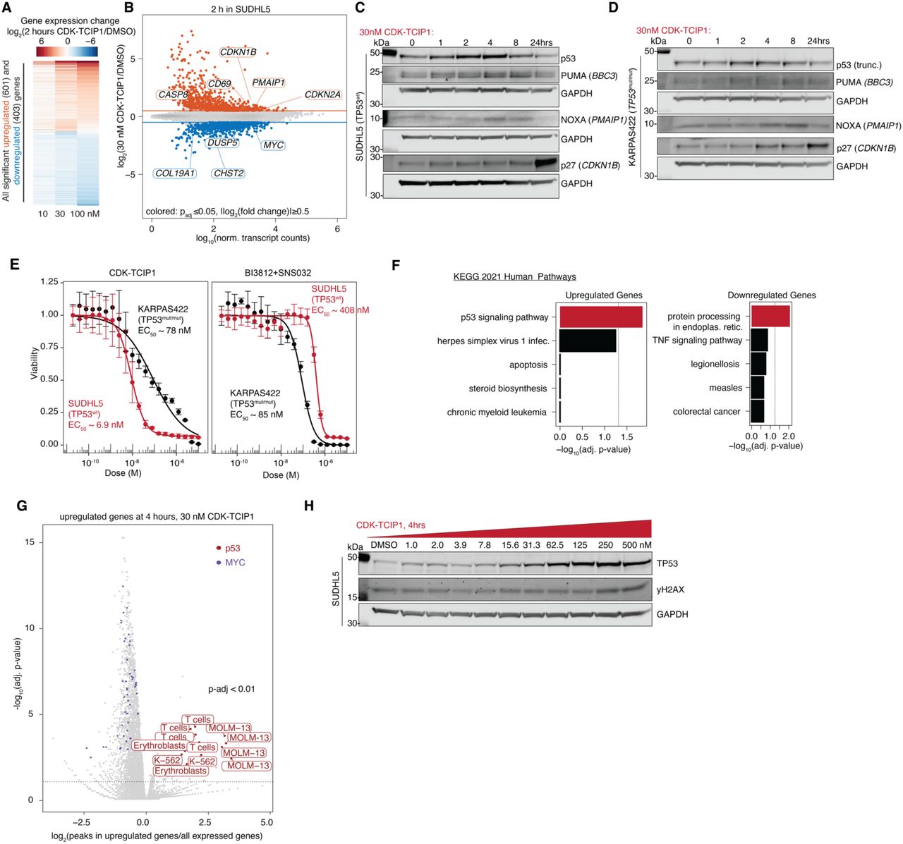 Bcl6 | Thermo Fisher | Bioz