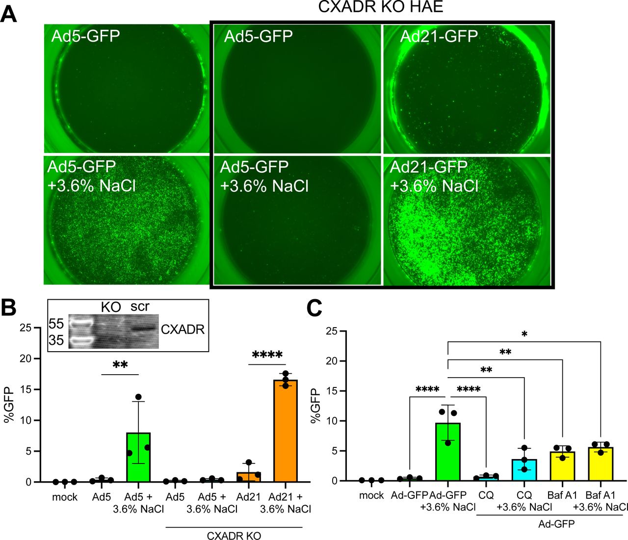 Bafilomycin A1 Bafa1 | Millipore | Bioz
