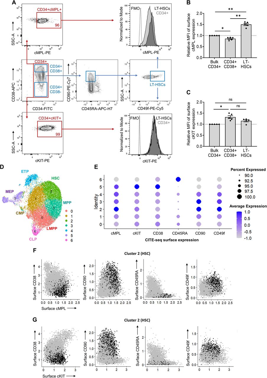 Cd90 | Becton Dickinson | Bioz