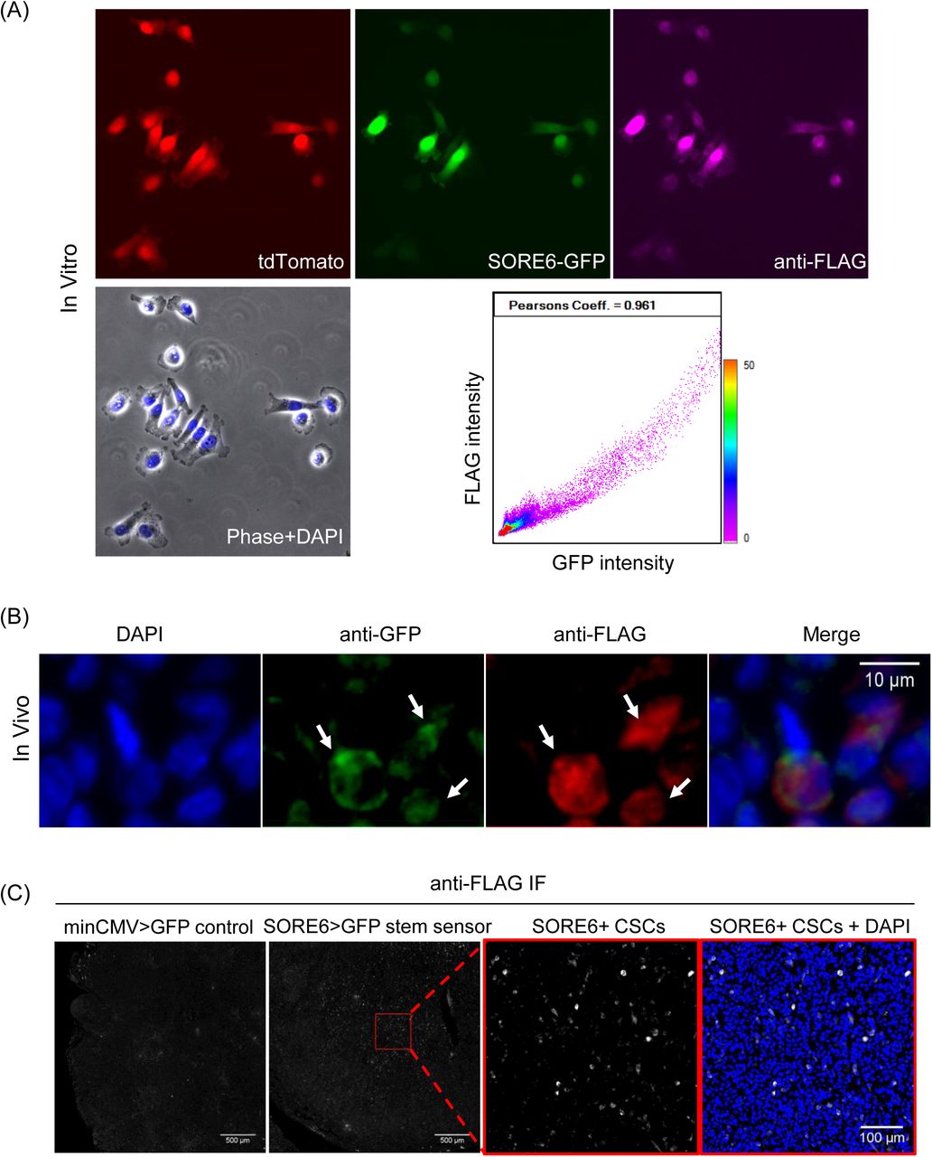 Anti Flag Tag | PerkinElmer | Bioz