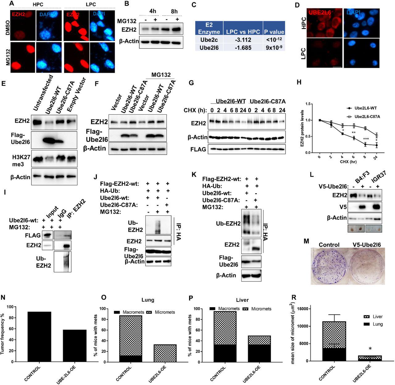 Igr37 Cell Lines | ATCC | Bioz