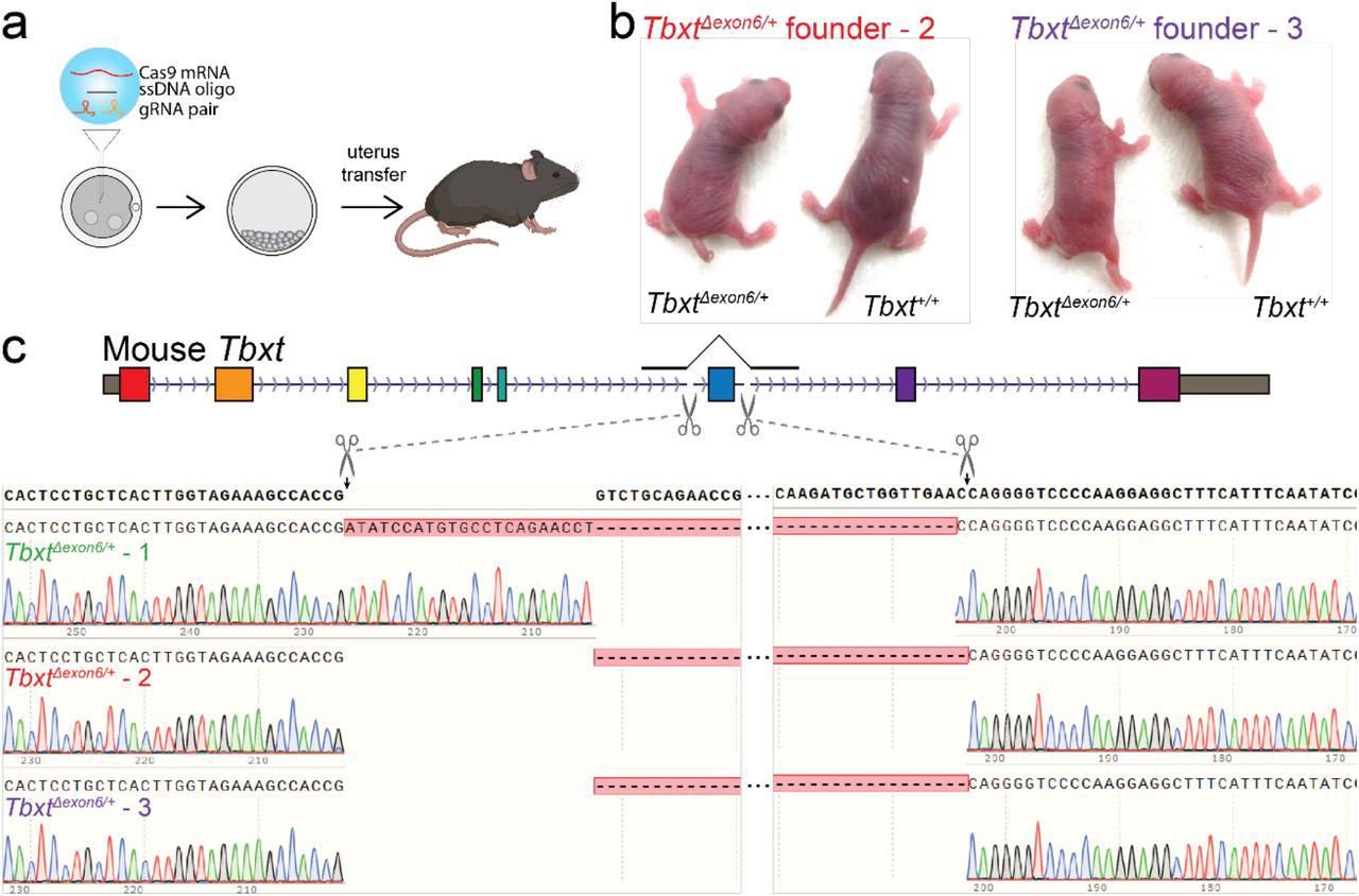 Cas9 Mrna | Millipore | Bioz