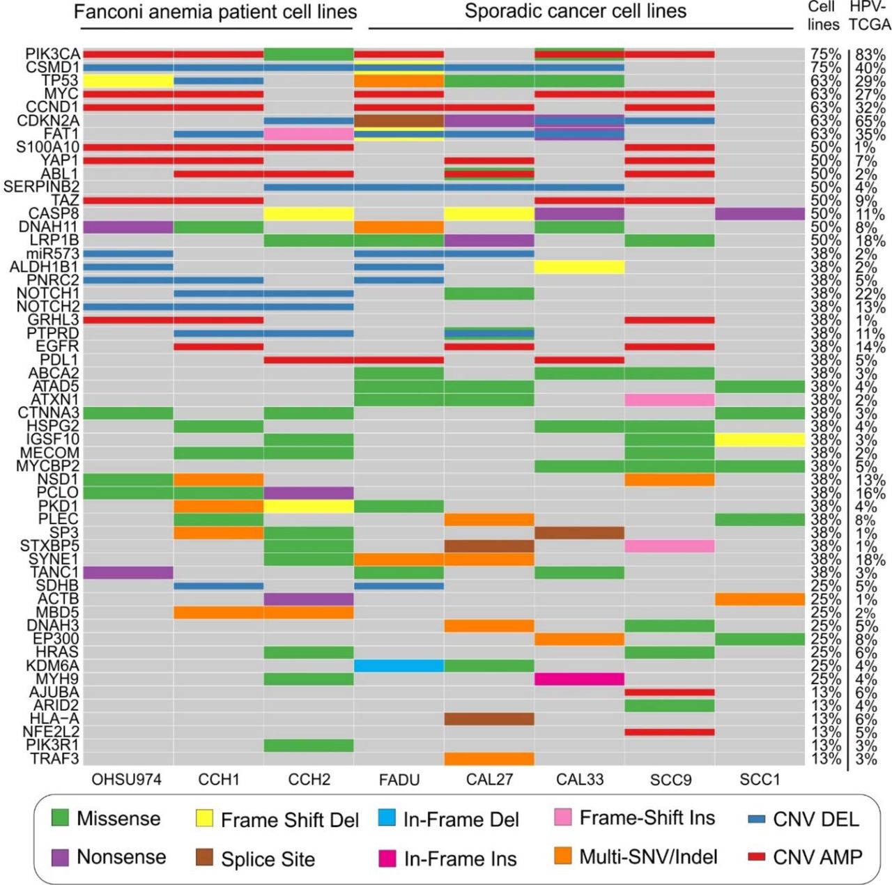 Human Hnscc Cell Line Fadu | ATCC | Bioz