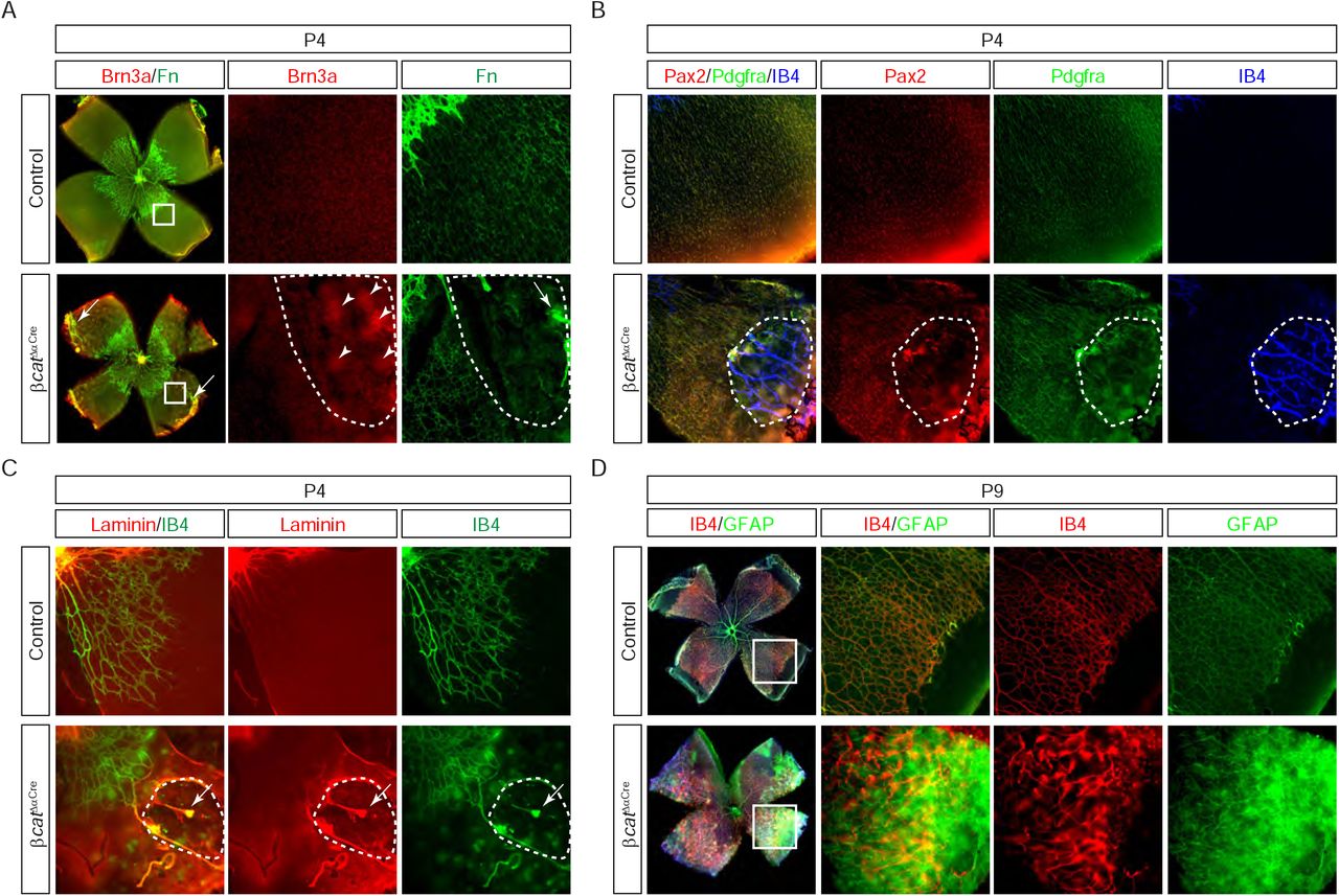 Isolectin Gs Ib 4 Ib4 Conjugated | Thermo Fisher | Bioz
