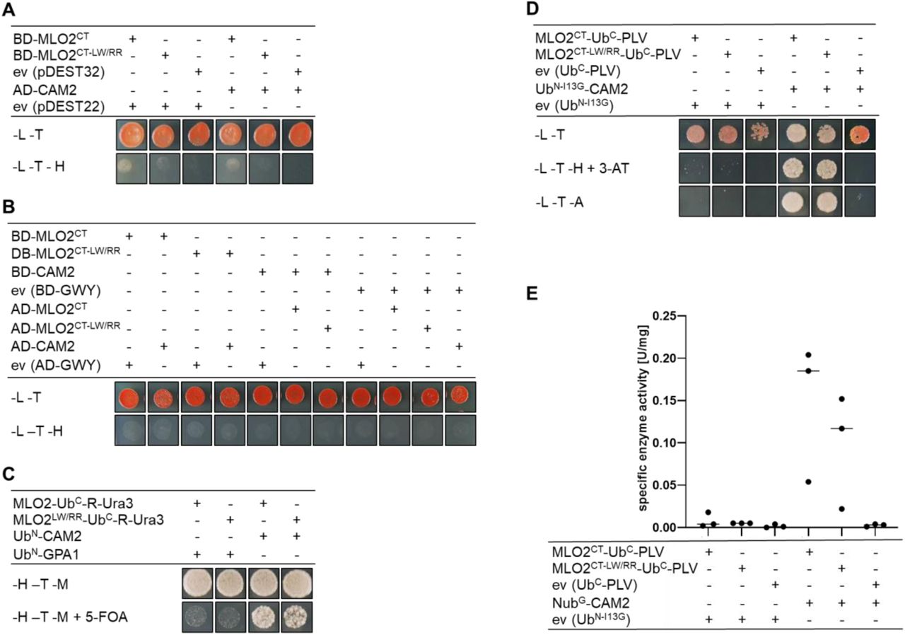 Pgadt7 Ad Vector | TaKaRa | Bioz