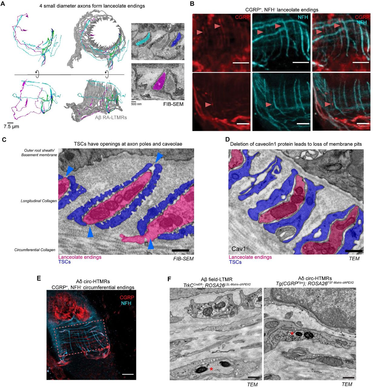 Rosa26 Fsf Lsl Tdtomato | Jackson Laboratory | Bioz