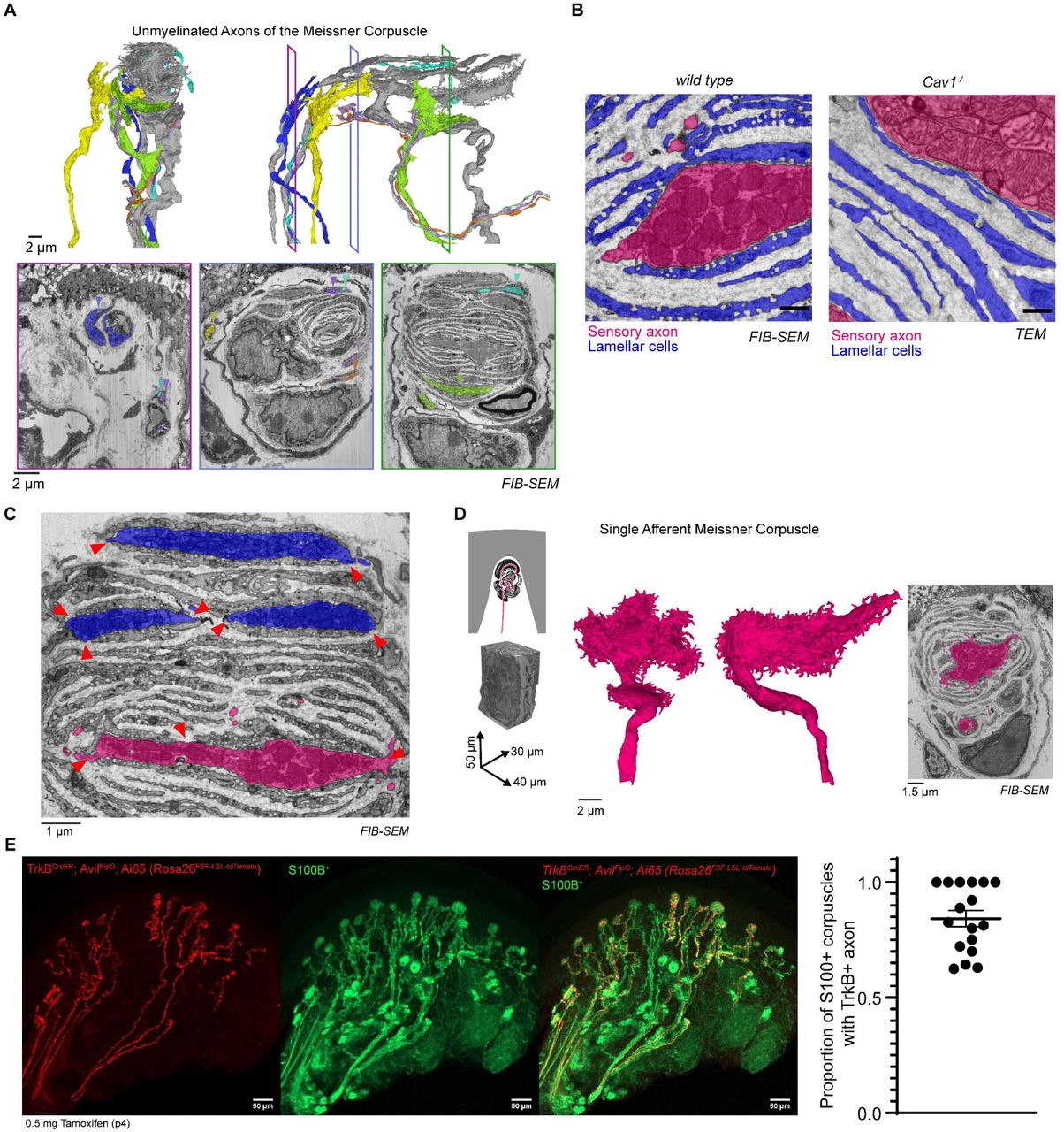 Rosa26 Fsf Lsl Tdtomato | Jackson Laboratory | Bioz