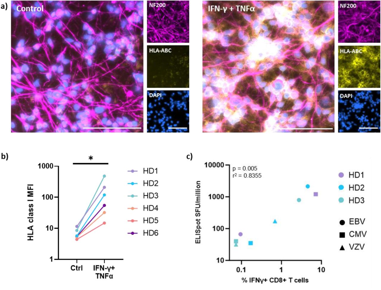 Cd8 T Cell Isolation Kit Human | Miltenyi Biotec | Bioz