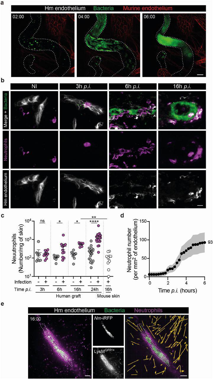 Purified Anti Mouse Cd31 | BioLegend | Bioz