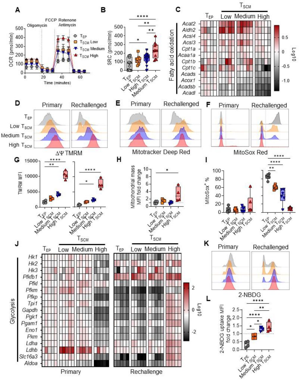 Tmrm | Thermo Fisher | Bioz