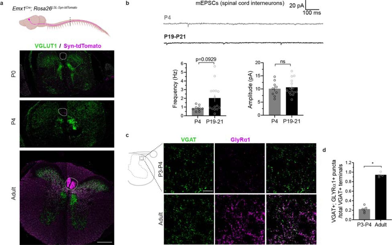 Rosa26 Lsl Tdtomato Mice | The Jackson Laboratory | Bioz