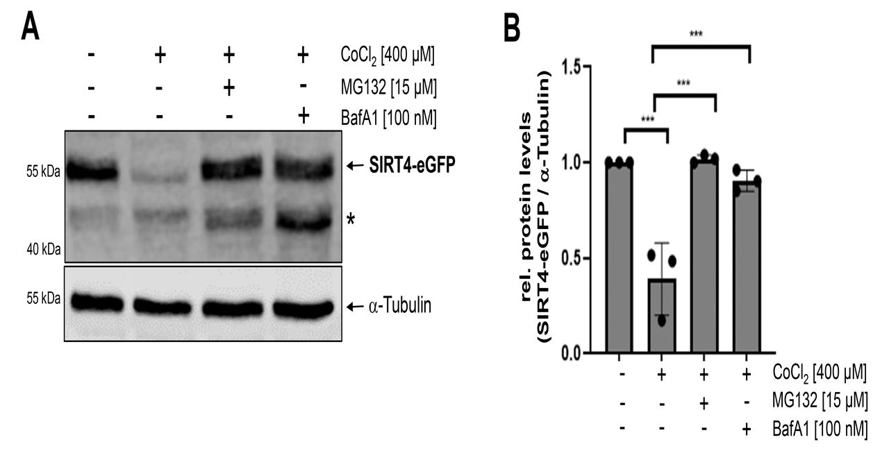 Bafilomycin A1 | Cayman Chemical | Bioz