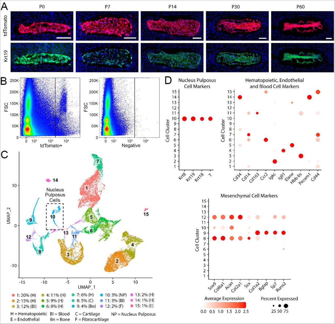 R26r Tdtomato Mice | The Jackson Laboratory | Bioz