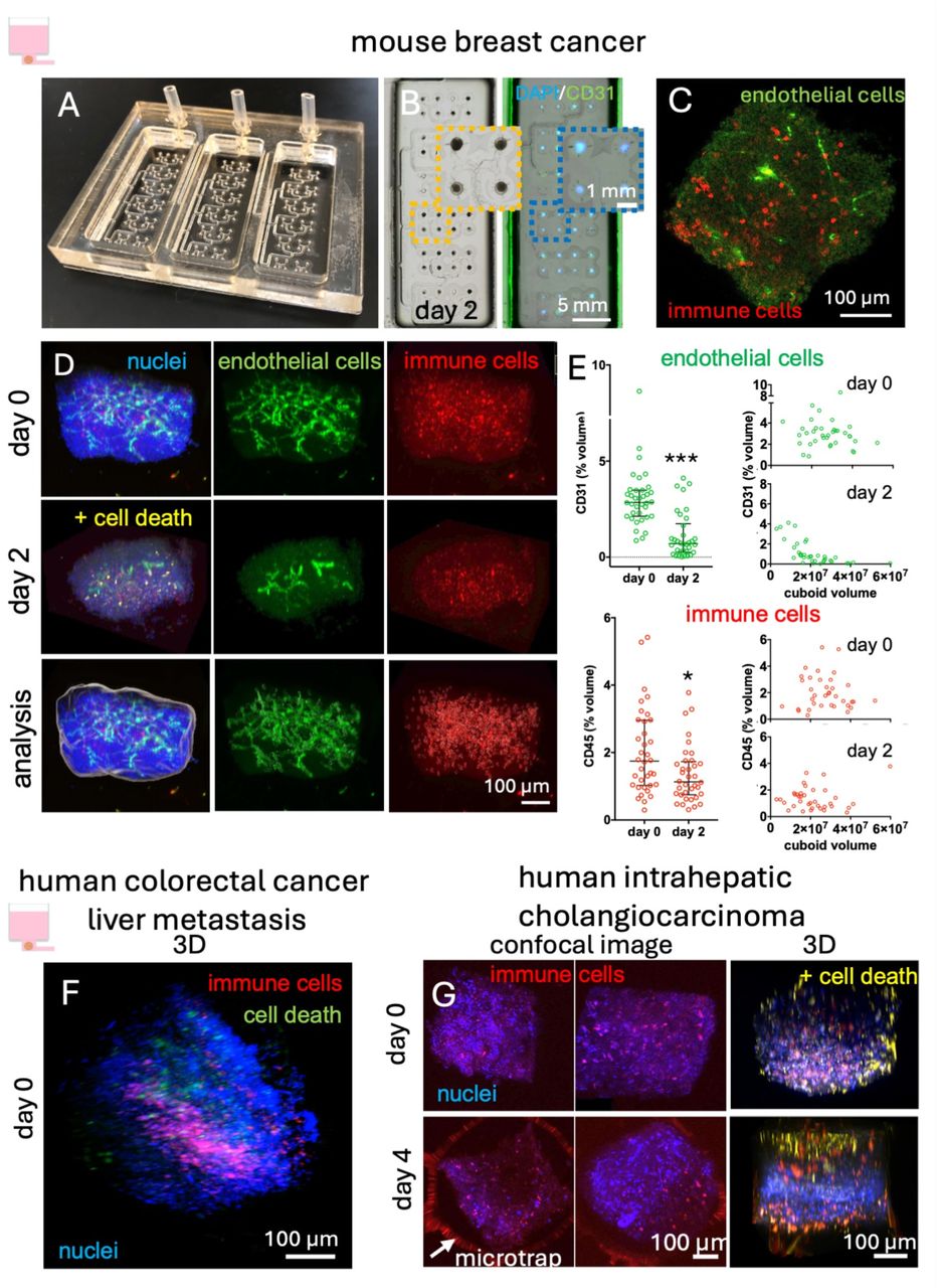 Active Caspase 3 | Cell Signaling Technology Inc | Bioz