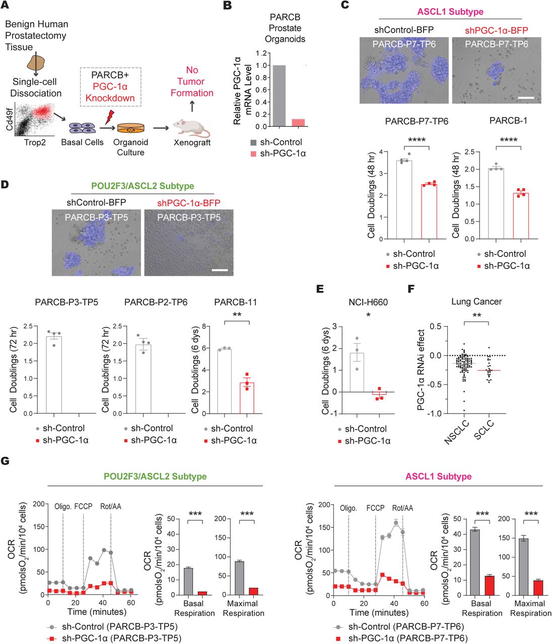 Nci H660 | ATCC | Bioz