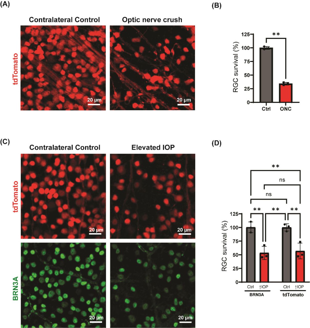 R26r Tdtomato Mice | Addgene inc | Bioz