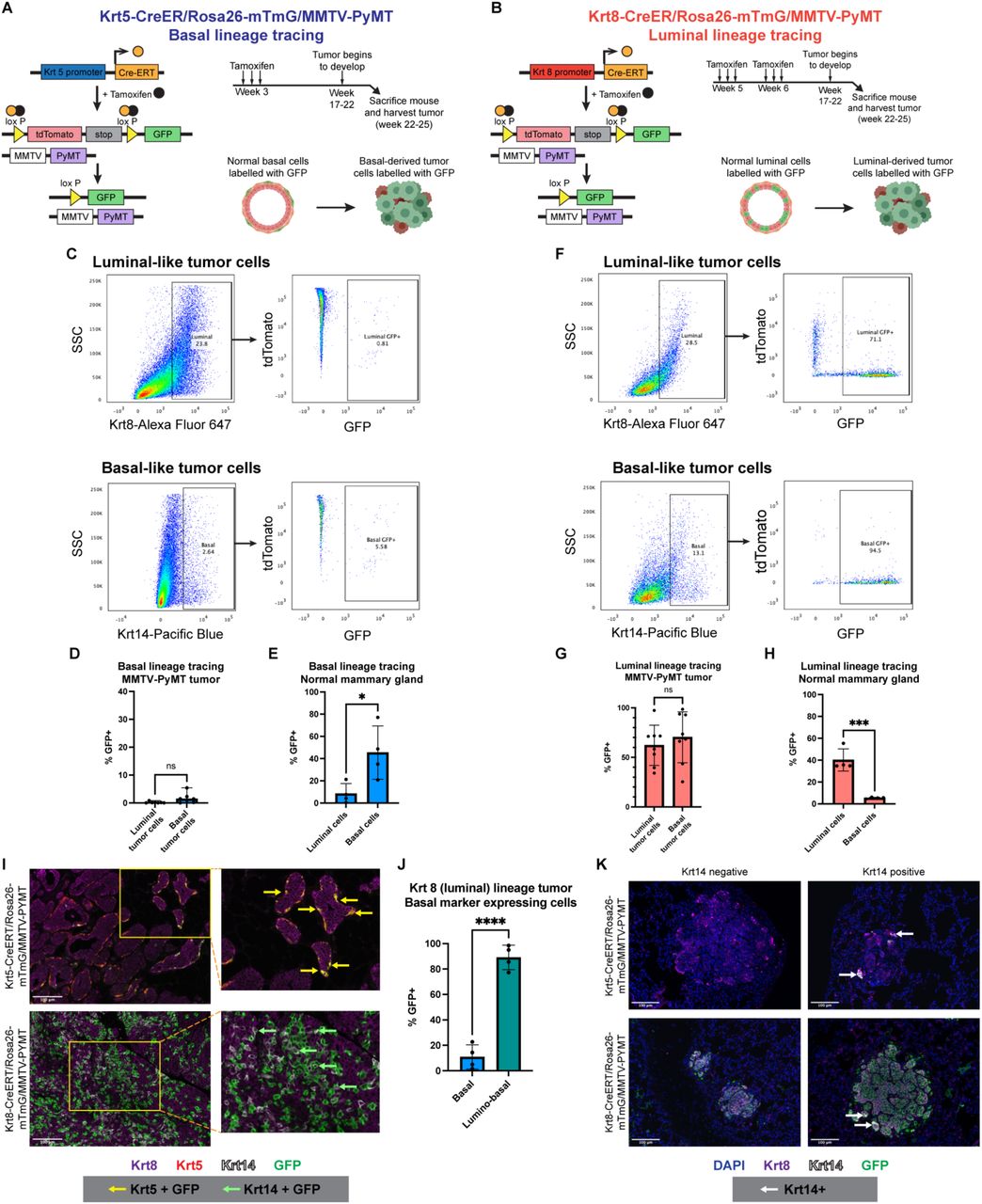 Mouse Rosa26 Mtmg B6 129 Cg | Jackson Laboratory | Bioz