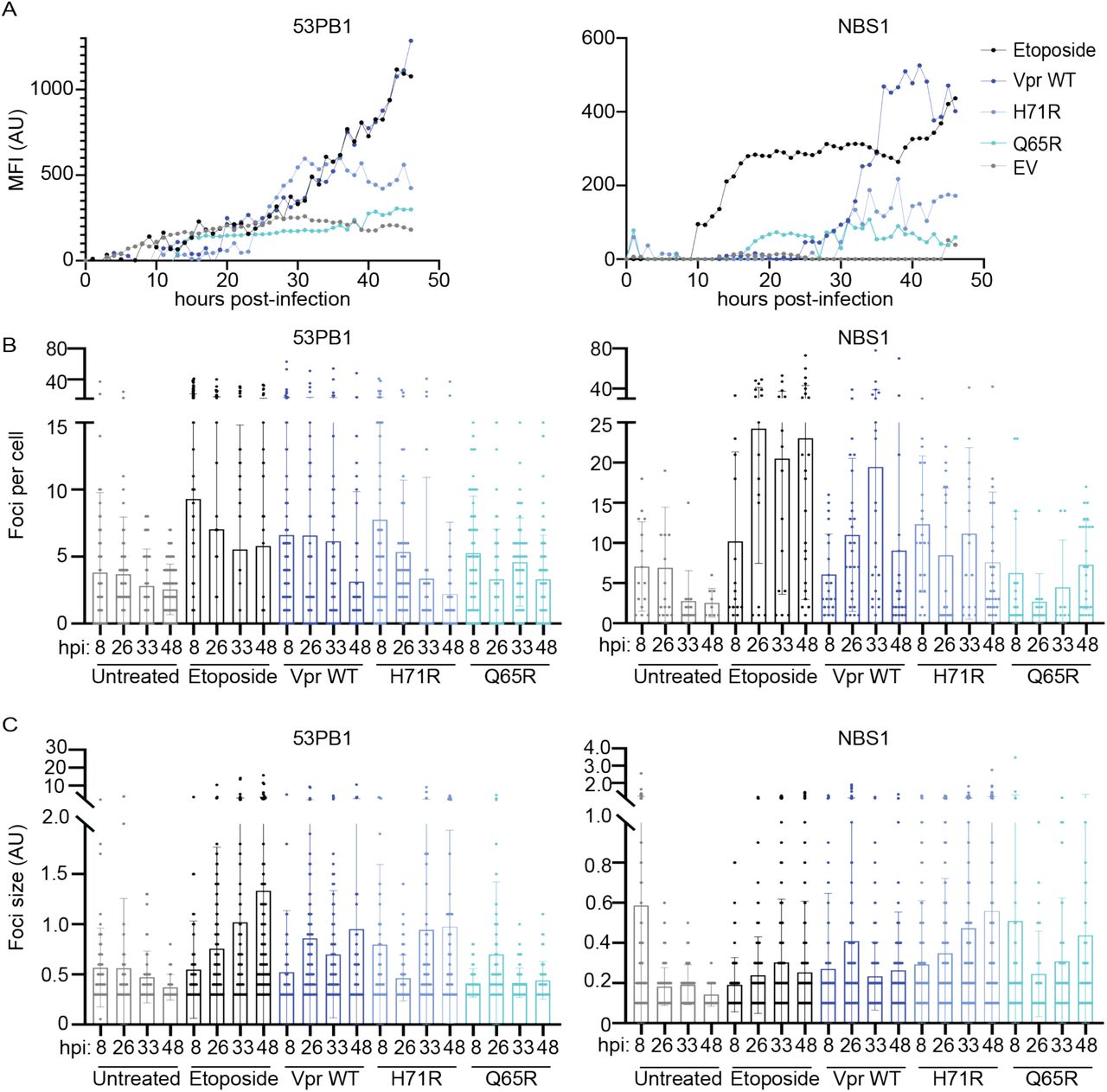 Incucyte S3 Live Cell Analysis System | Sartorius AG | Bioz