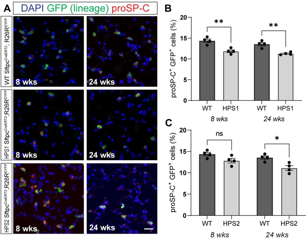 Sftpc Creert2 | The Jackson Laboratory | Bioz