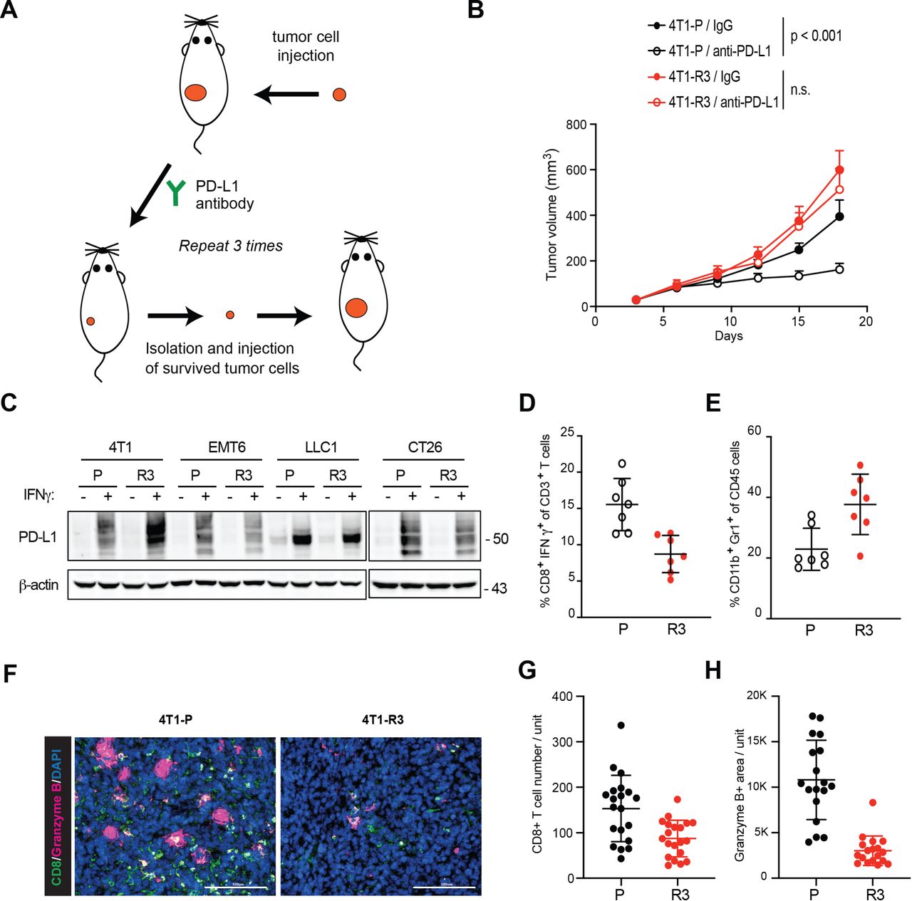 Mouse Cell Lines Ct26 | ATCC | Bioz