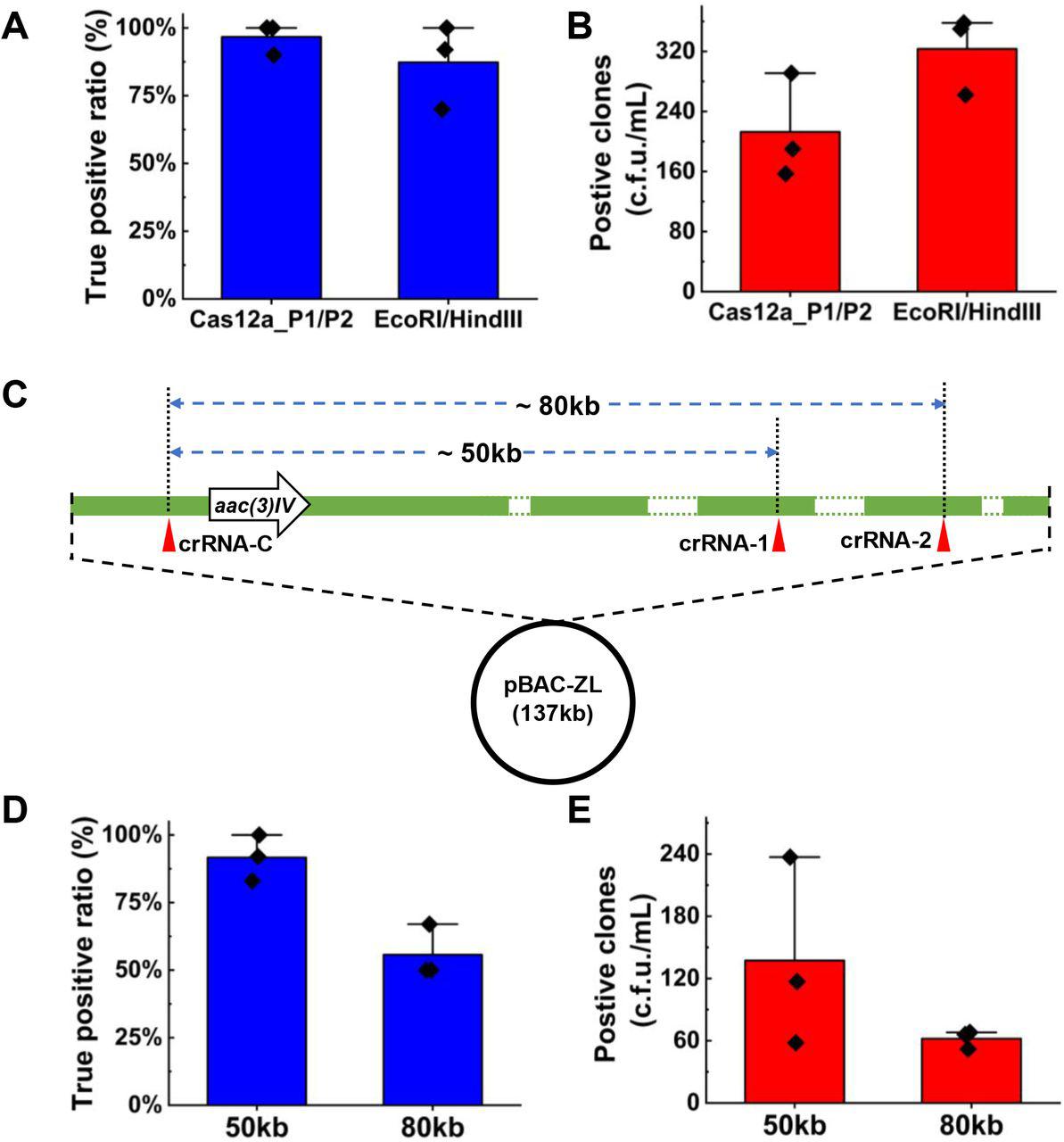 Taq Dna Polymerase Pcr Buffer | Thermo Fisher | Bioz