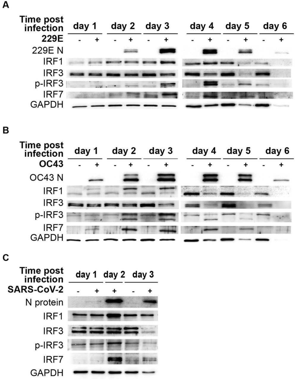 Human Lung Cancer Cell Lines Calu 3 | ATCC | Bioz
